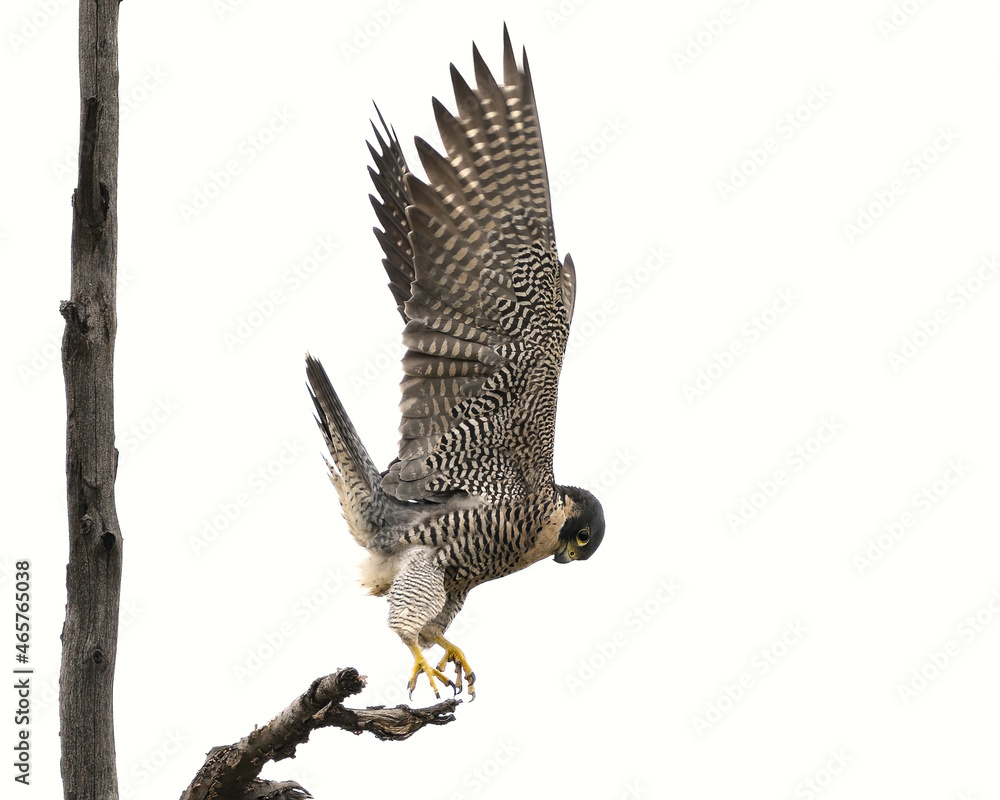 Peregrine falcon taking off from a branch with wings outstretched ...