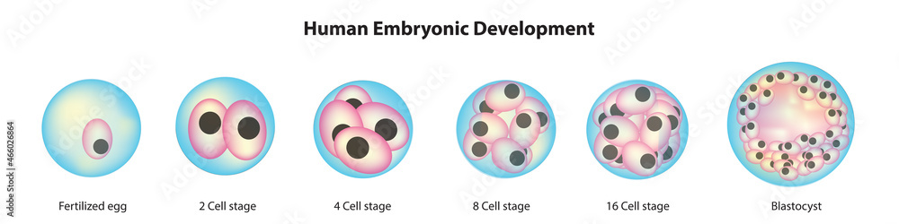Human embryonic development stages (Cell dividing stages) Stock Vector ...