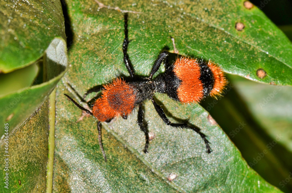 Red Velvet Ant (Dasymutilla occidentalis) female crawling across tree ...