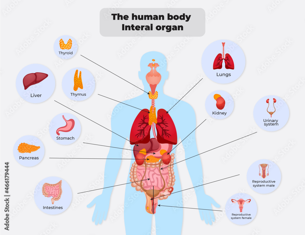 The human body Interal organ Stock Vector | Adobe Stock