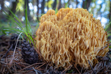 Yellow Coral Fungi Close-up Free Stock Photo - Public Domain Pictures