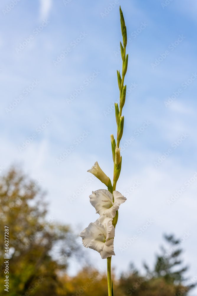 Vertical photo of white gladiolus blooming at blue sky background ...