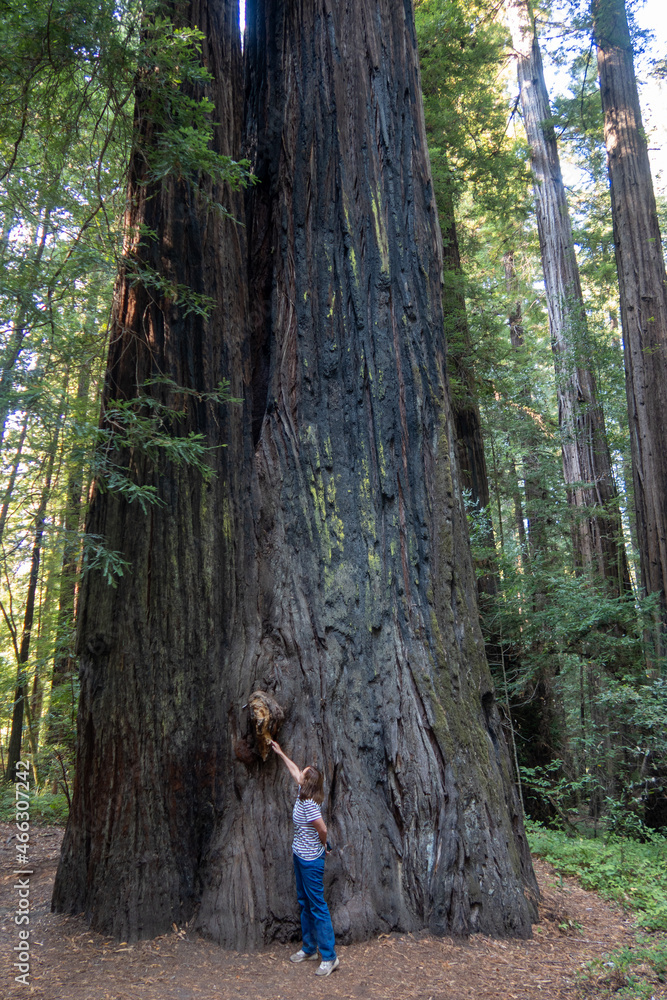 A Woman Standing next to a California Coastal Redwood on the Avenue of ...