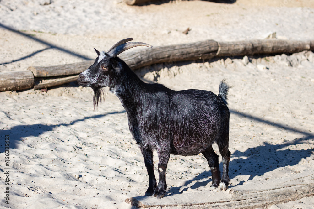 West African pygmy goat. Mammal and mammals. Land world and fauna ...