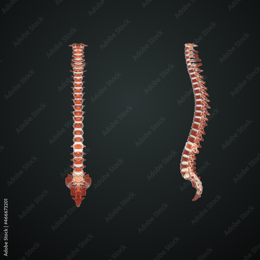 Stock-Illustration „The vertebral column, also known as the backbone or ...