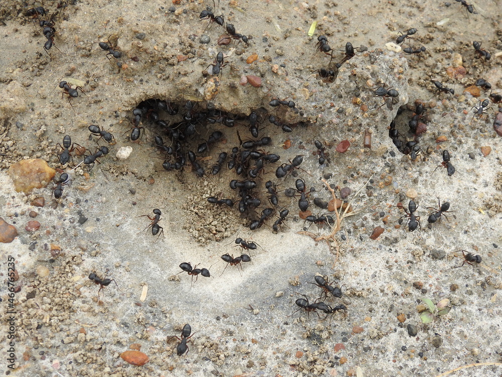 Black common ants (Camponotus compressus) native to india Stock Photo ...