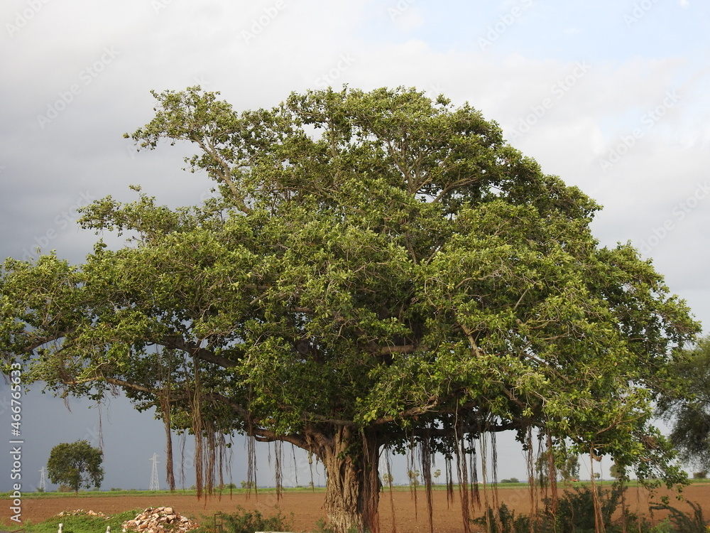Big Banyan Fig (Ficus benghalensis) with beautiful nature black clouds ...