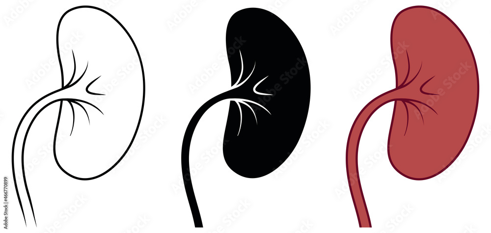 Single Kidney Clipart Set - Outline, Silhouette and Color Stock Vector ...