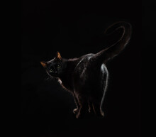 Cat Turning Around Free Stock Photo - Public Domain Pictures