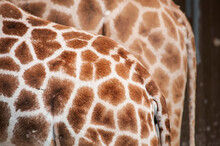 Male Giraffe Buttocks Free Stock Photo - Public Domain Pictures