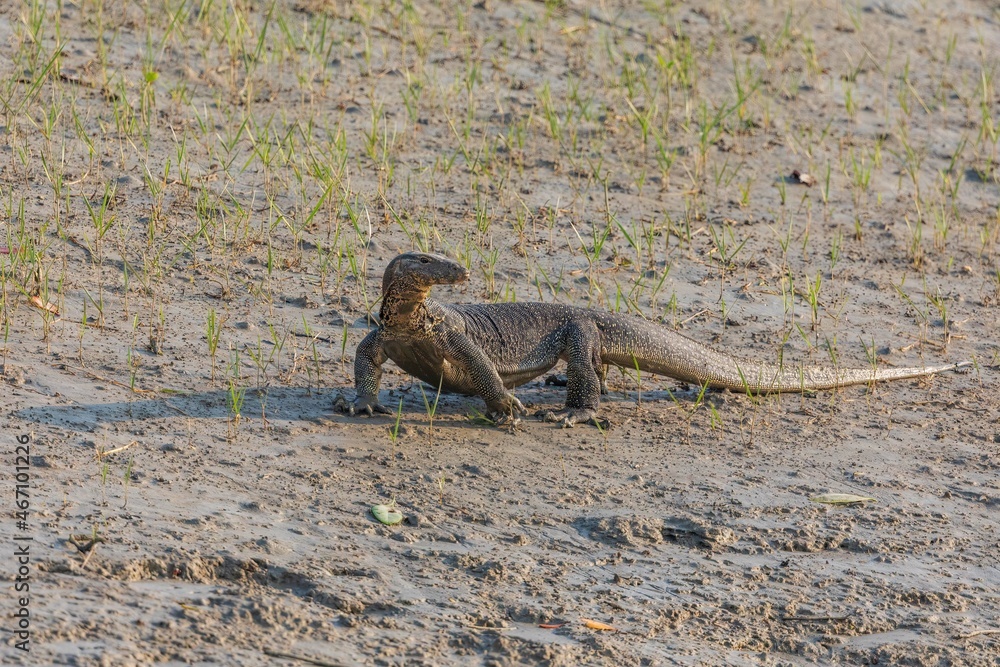 Photo Stock Water Monitor, one of the world's largest species of lizard ...
