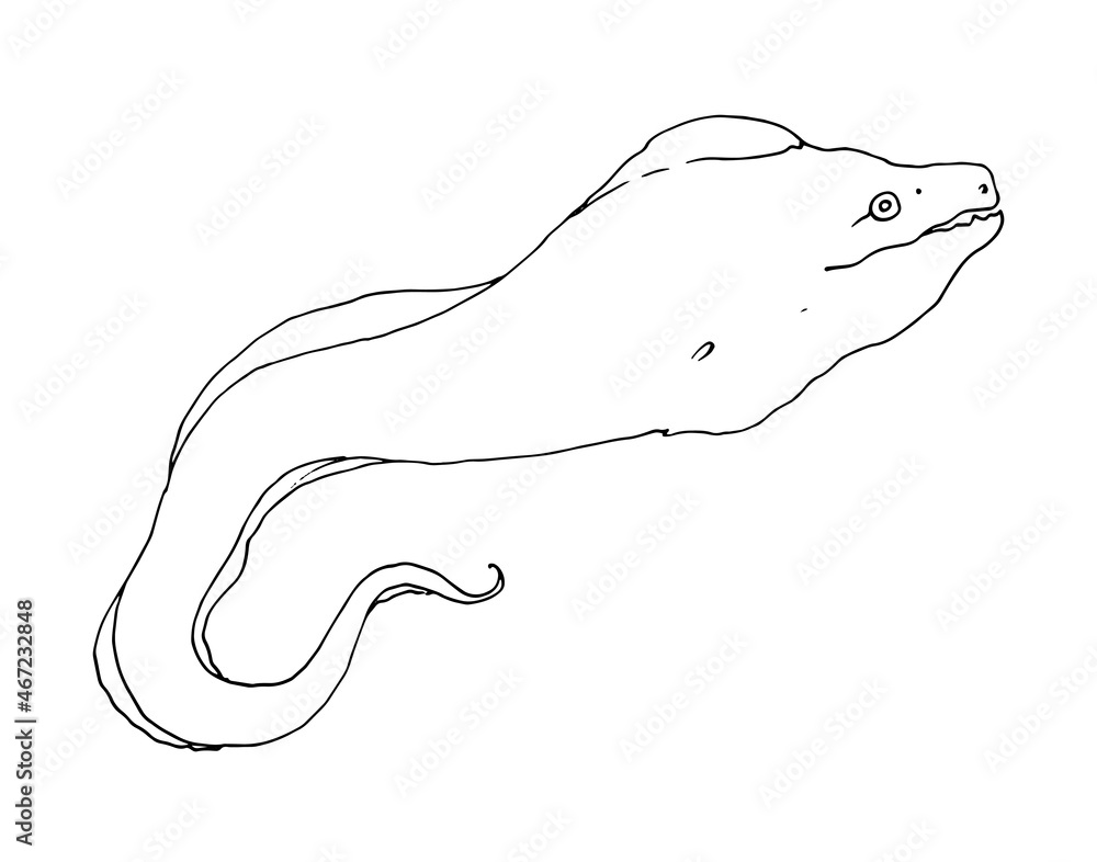 sketch of a moray eel. hand-drawn sketch-style sea animal moray eel ...