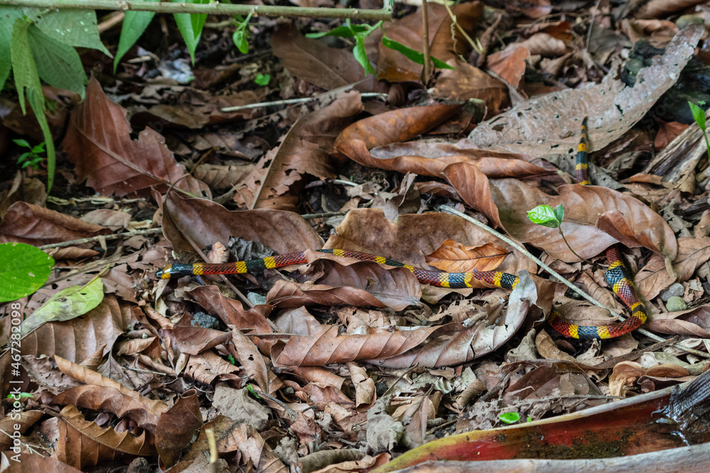 Serpentine Encounter: Amidst sloths in a Costa Rican park, nature ...