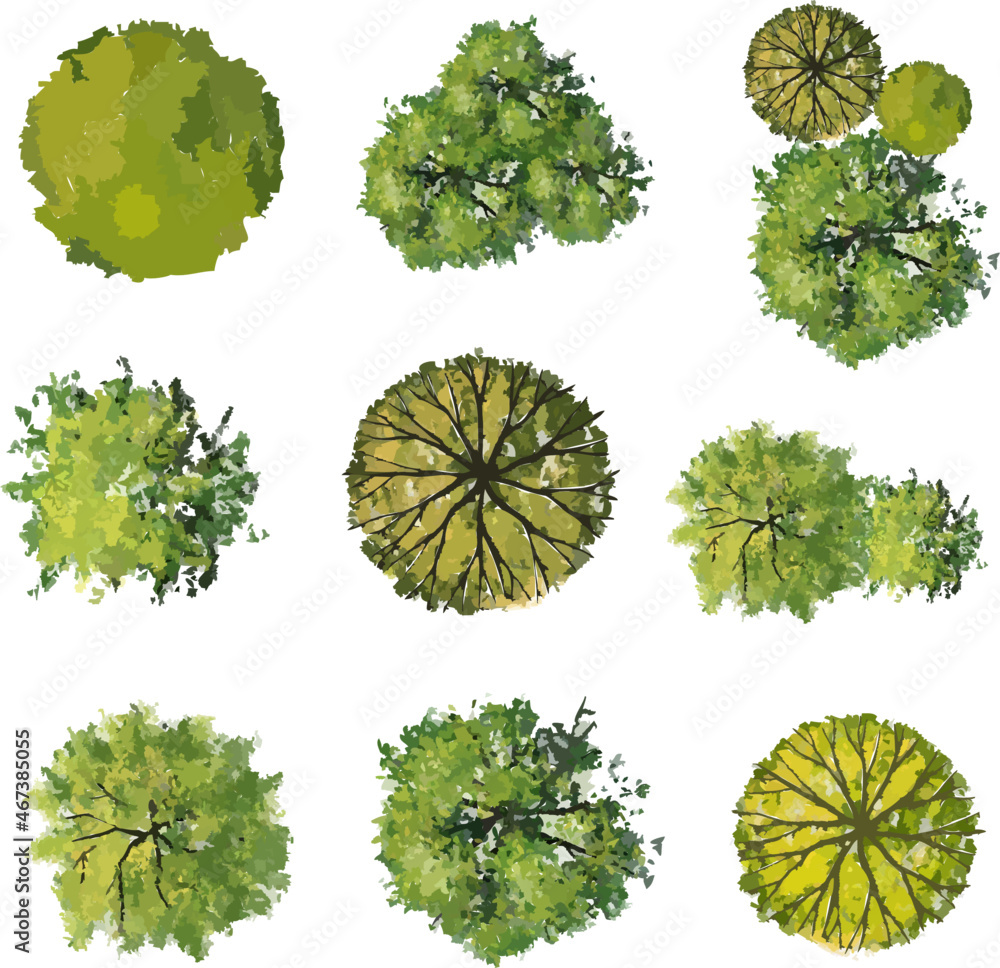 Vector of abstract watercolor tree top view isolated on white ...