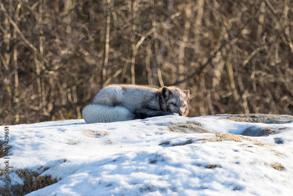 Cute arctic fox napping in the sun with its bushy tail wrapped around ...