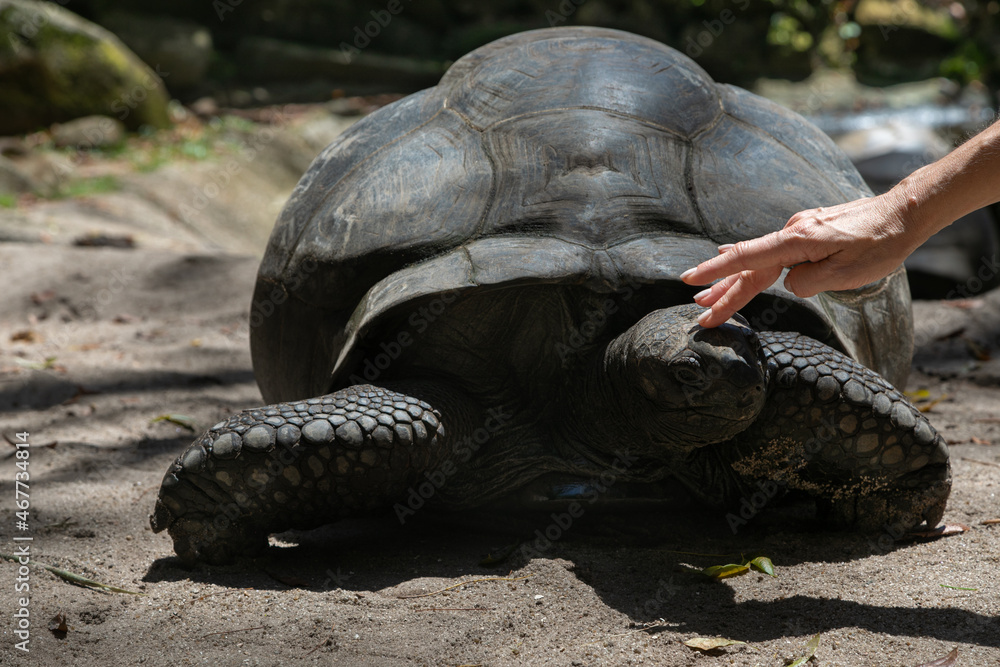 A woman's hand gently strokes the turtle's head. Aldabrachelys gigantea ...