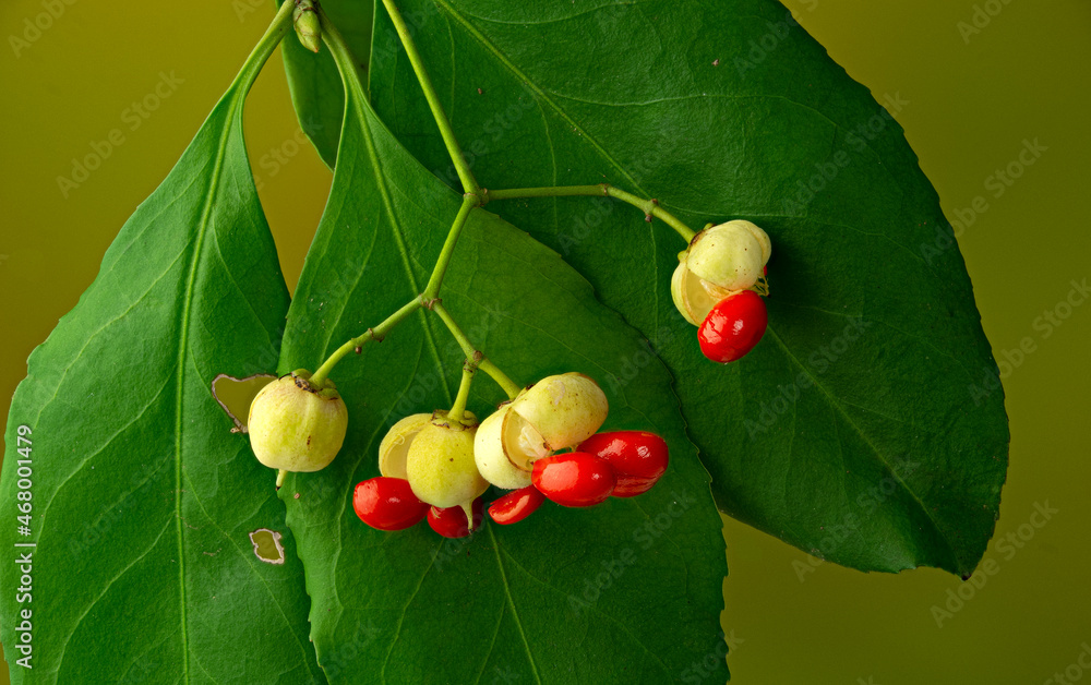 Fruits and leaves of climbing Euonymus (Euonymus fortunei). Also called ...