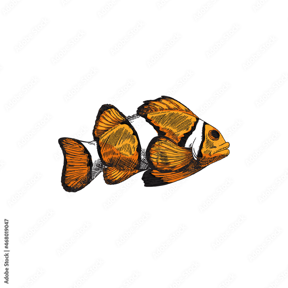 Ocean Clown fish of coral reefs, hand drawn color vector illustration ...