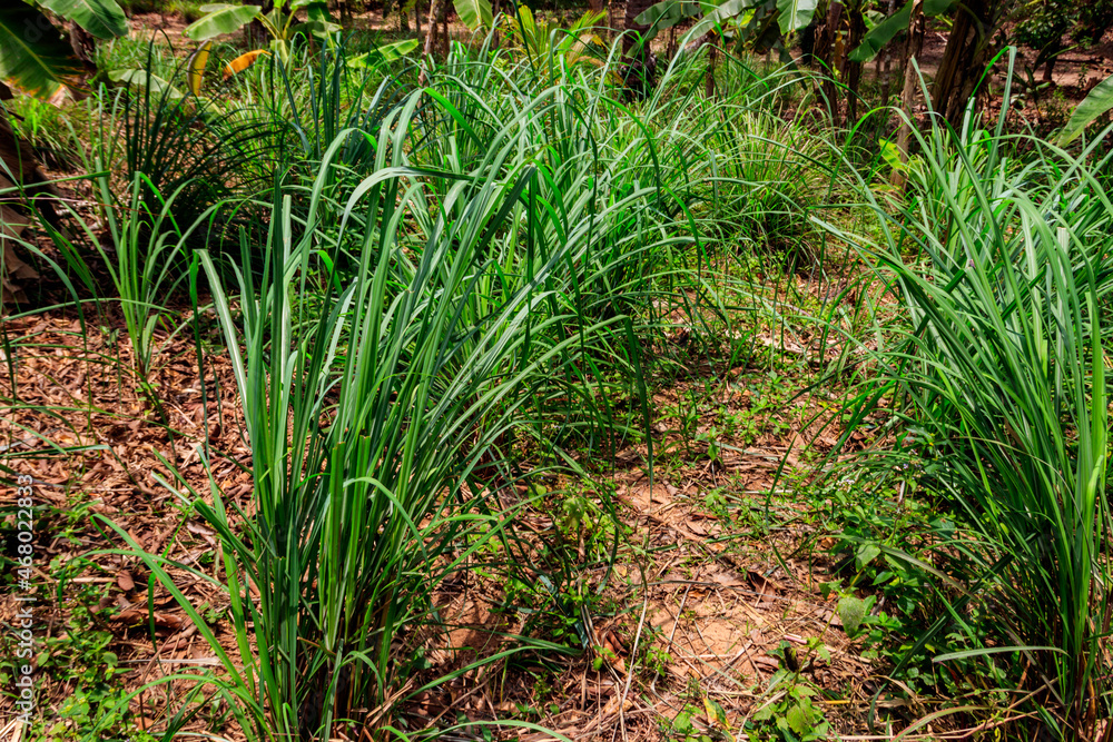 Fotografie Cymbopogon, also known as lemongrass, barbed wire grass ...