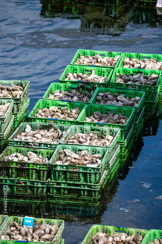 Oysters growing systems, keeping oysters in concrete oyster pits, where ...