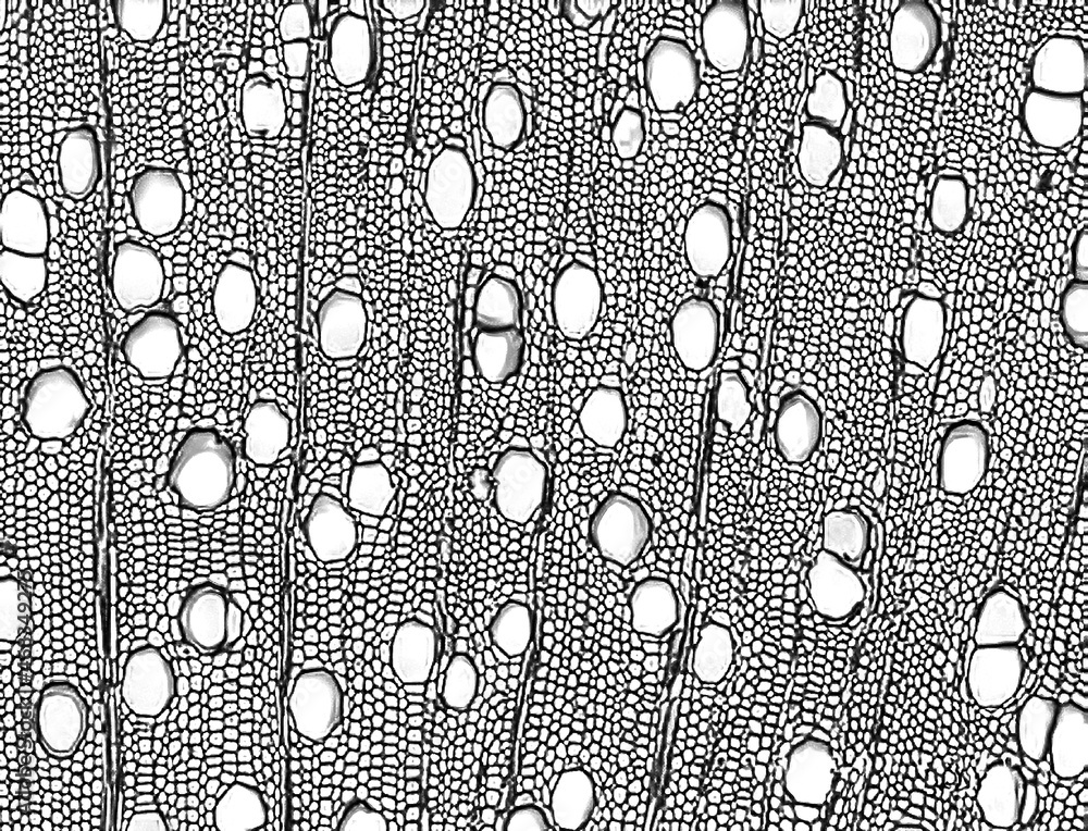 Stockfotot Cross section - Xylem is a type of tissue in vascular plants ...