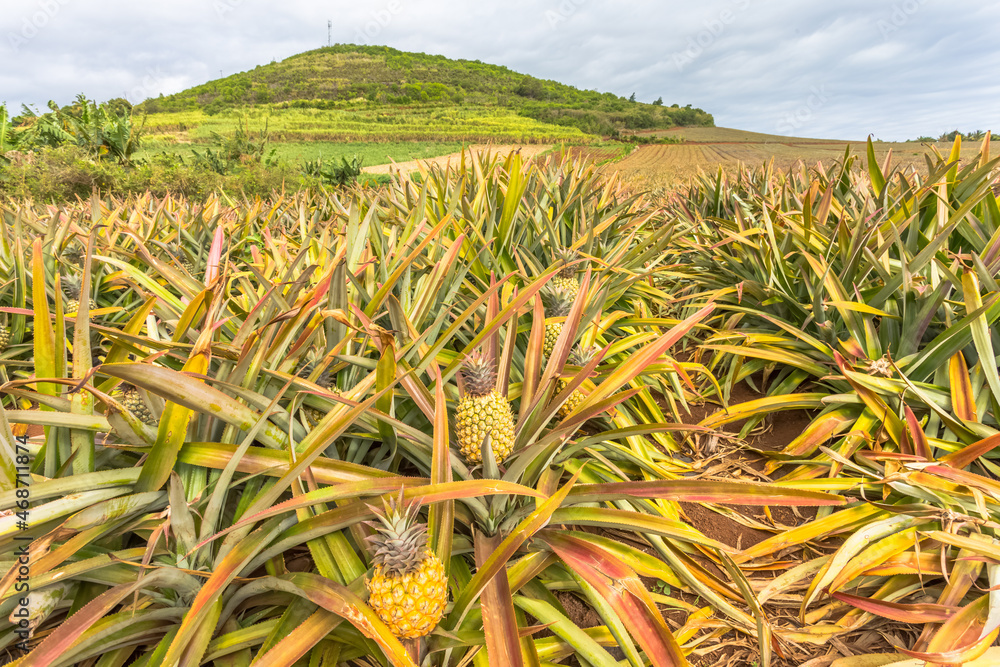 Champ d’ananas Victoria, île de la Réunion Stock Photo | Adobe Stock