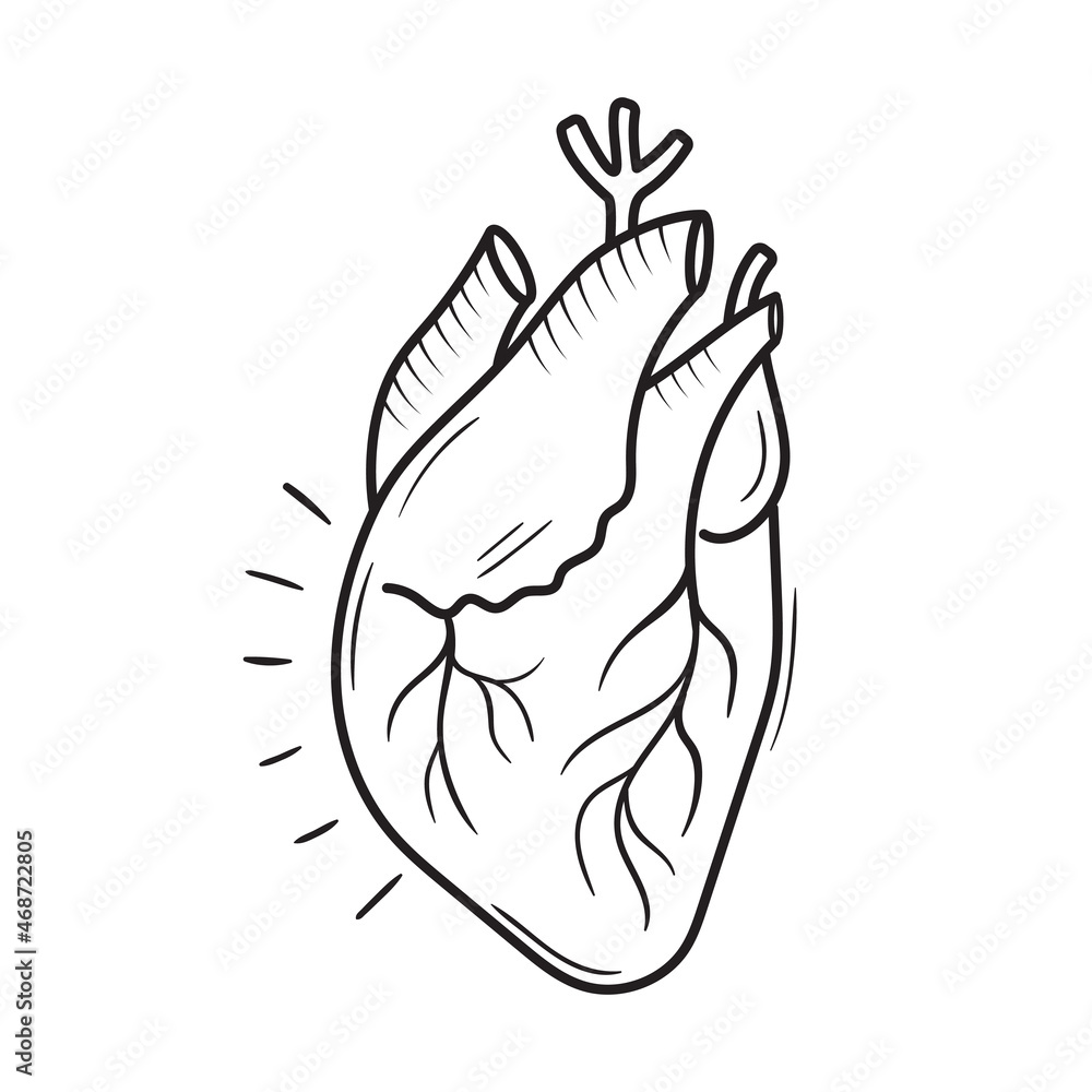 Black line sketch illustration of realistic heart. Human body organ ...