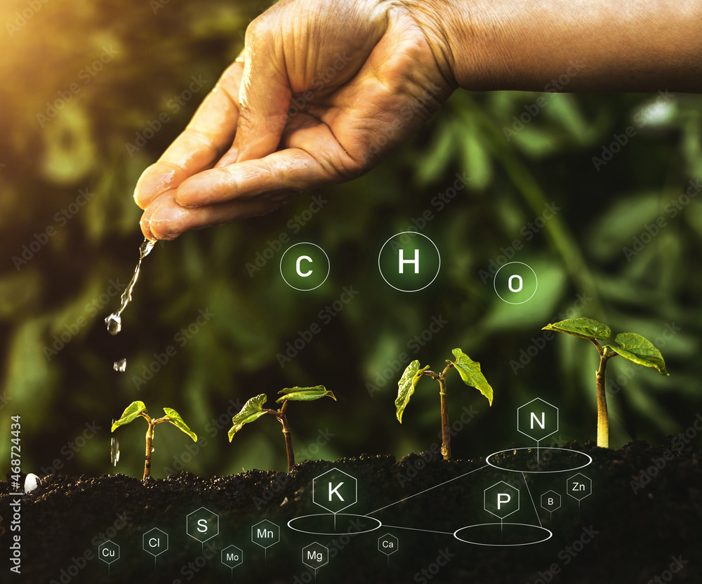 Role of nutrients mineral in Corn plant and soil life with digital ...