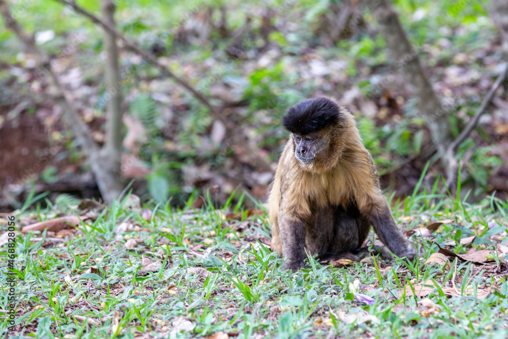 Bearded capuchin monkey (sapajus libidinosus) known as "macaco-prego ...