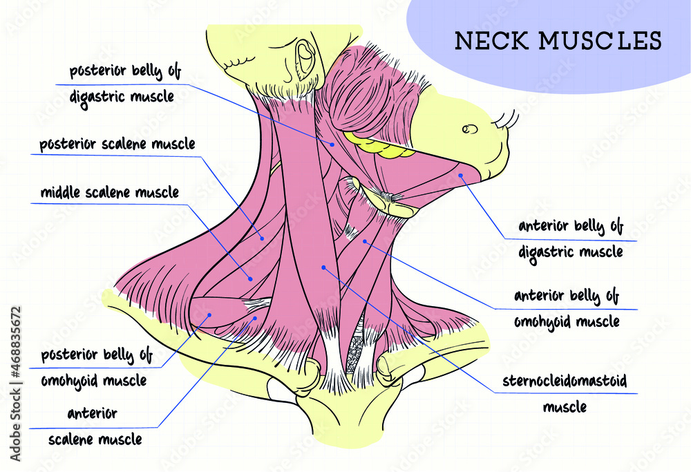 human neck muscles structure figure digital Stock Vector | Adobe Stock