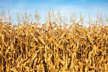 Autumn Cornfield Free Stock Photo - Public Domain Pictures