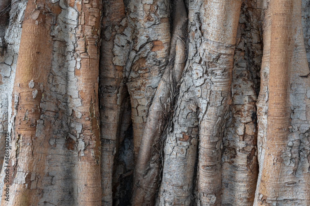 Beautiful texture and color of the bark on the trunk of an old ficus ...