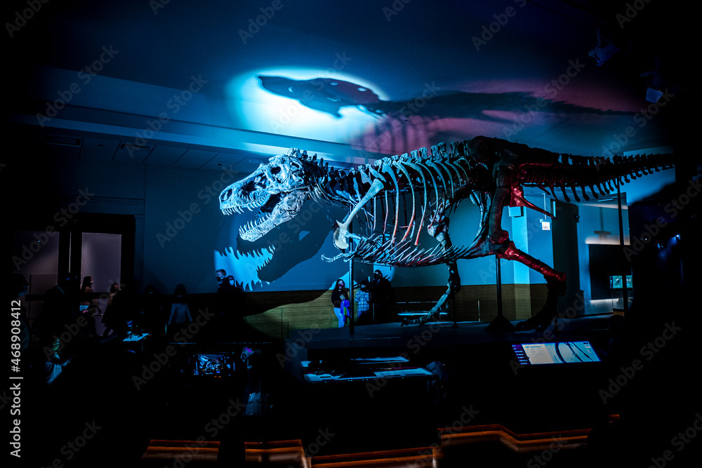View of the famous fossil of Sue, a huge T. rex, at the Evolving Planet ...