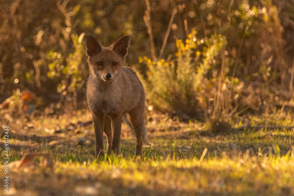 zorro común o zorro rojo en el llano del bosque (Vulpes vulpes) Stock ...