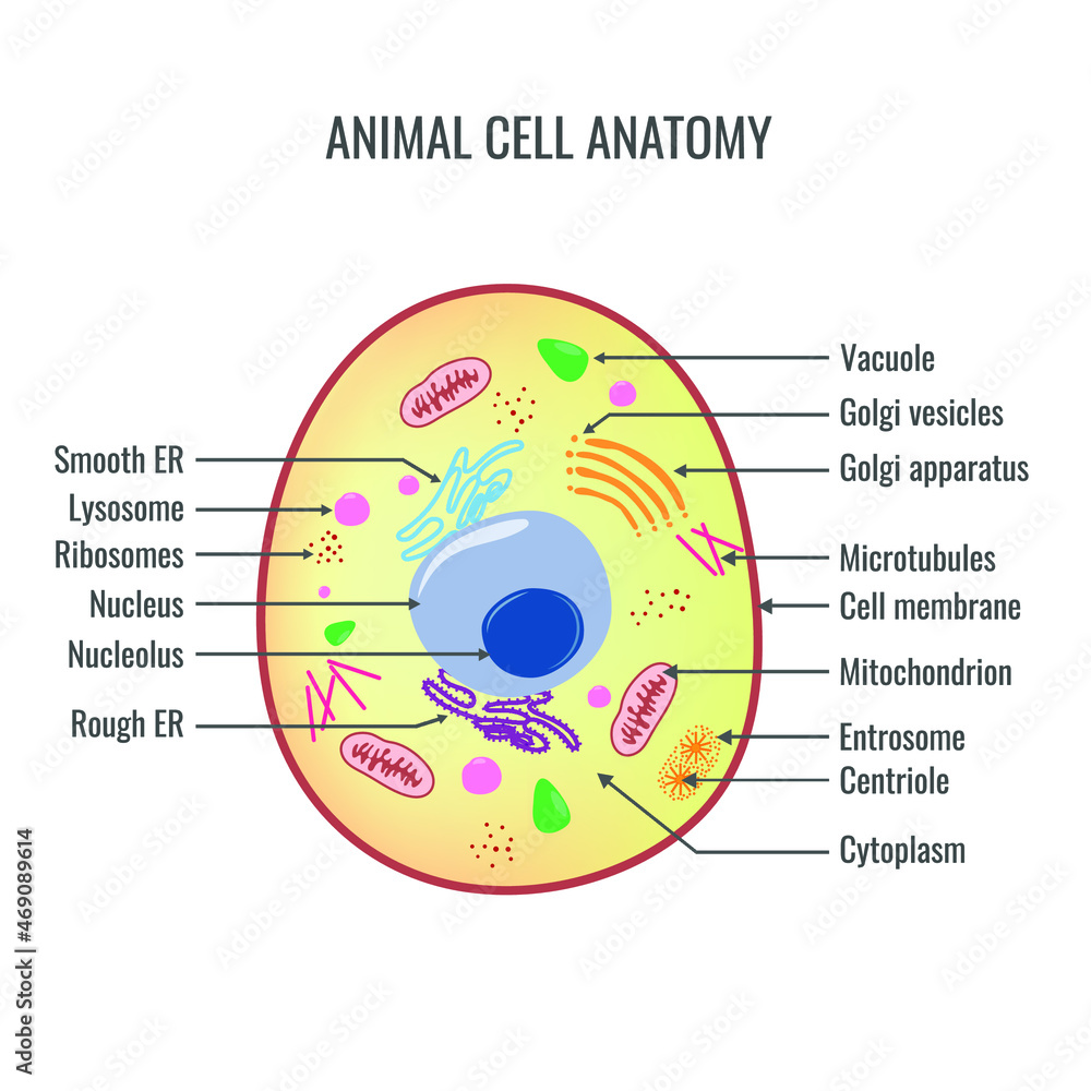 Animal cell anatomy vector illustration Stock Vector | Adobe Stock