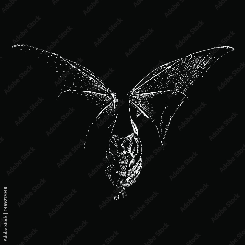 bat vector hand drawing illustration in scratch style. vector isolated ...
