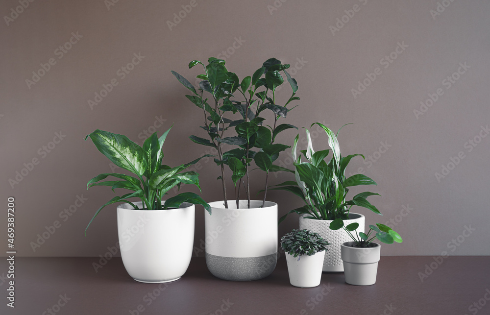 Different young home plants - spathiphyllum, eucalyptus gunnii ...