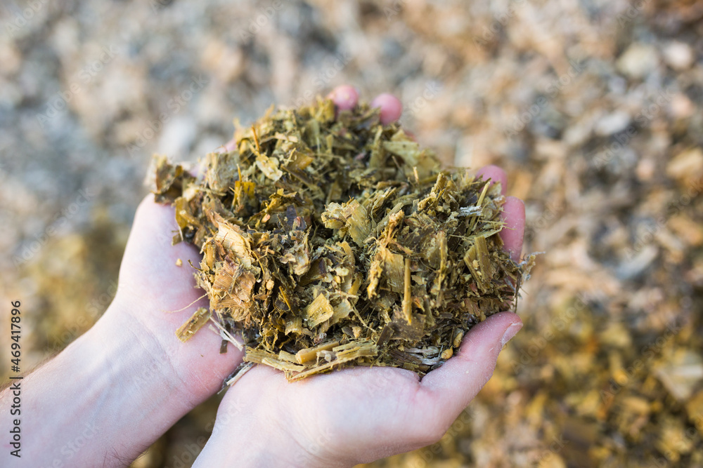 Hands holding bunch of pressed maize silage, fodder, livestock feed ...