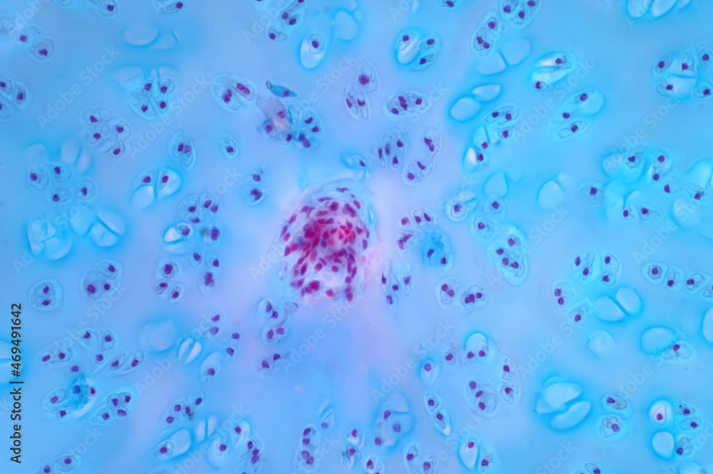 Photo Stock Human Hyaline cartilage bone under light microscope view ...