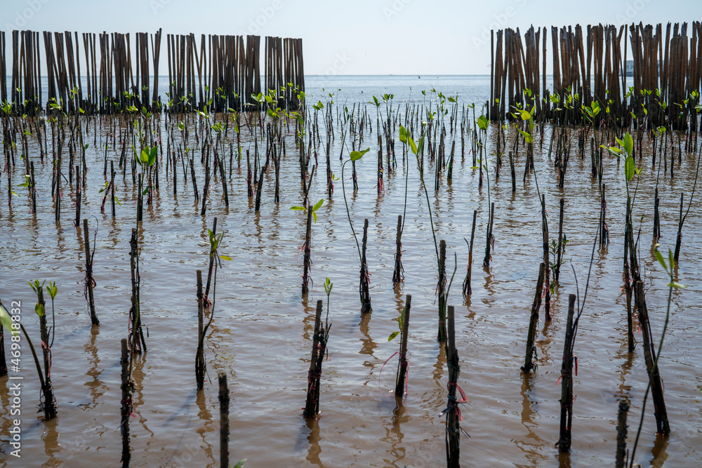 Young plant Mangrove Tree of Mangrove Forest, Mangrove planting ...