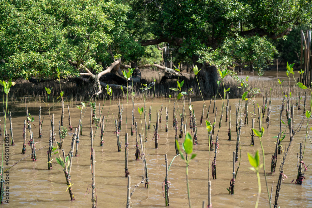 Young plant Mangrove Tree of Mangrove Forest, Mangrove planting ...