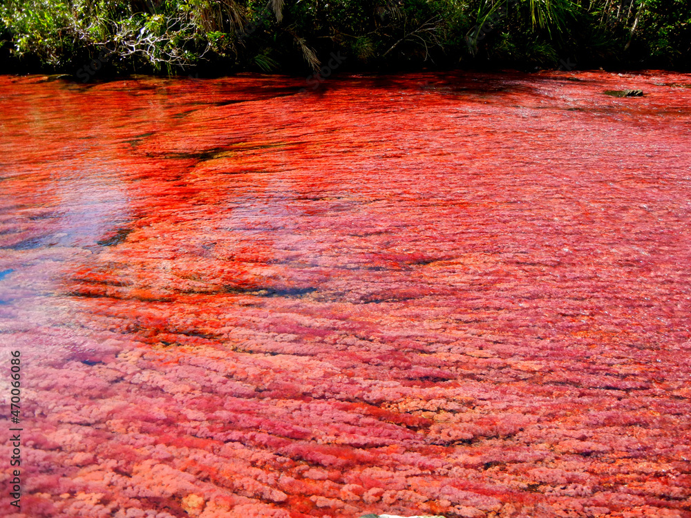 Natural carpet due red endemic plants (Macarenia Clavigera) in Caño ...