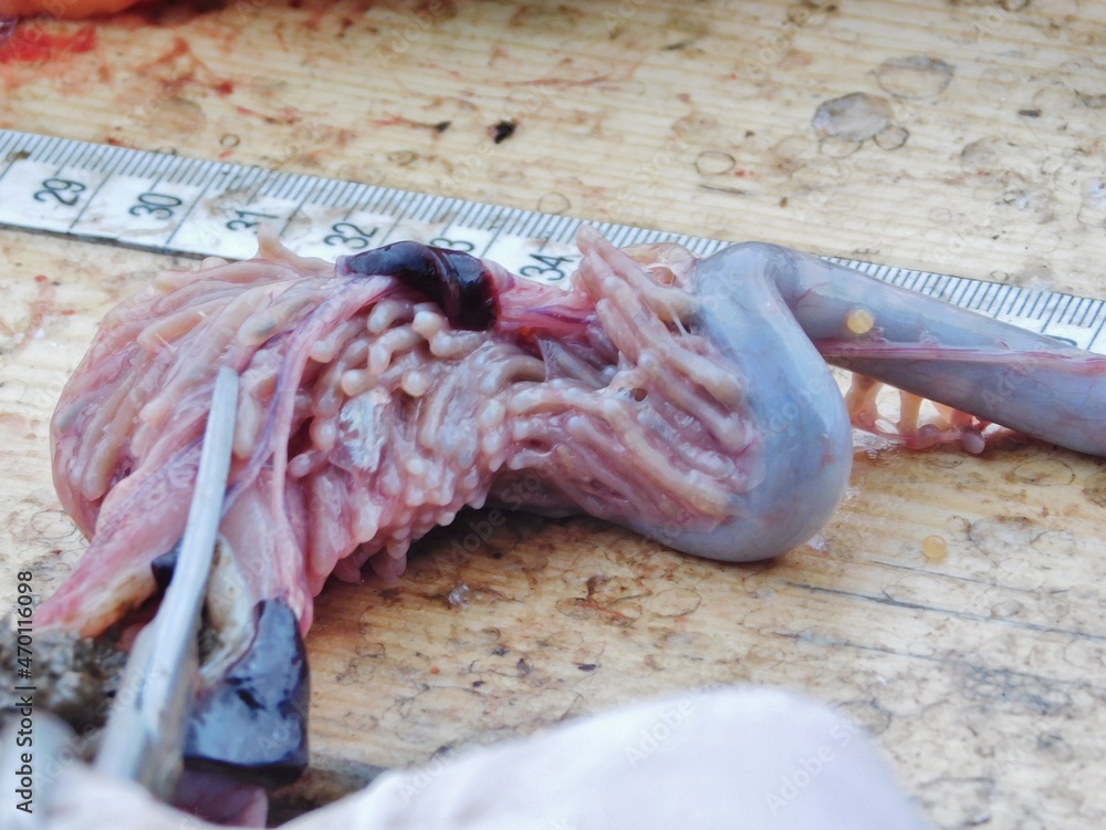 pyloric caecum is a pouch, usually peritoneal, at the beginning of the ...