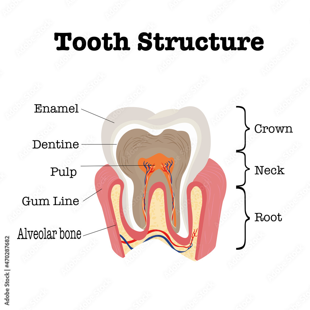 Medical diagram of the structure of the inside cross-section of human ...