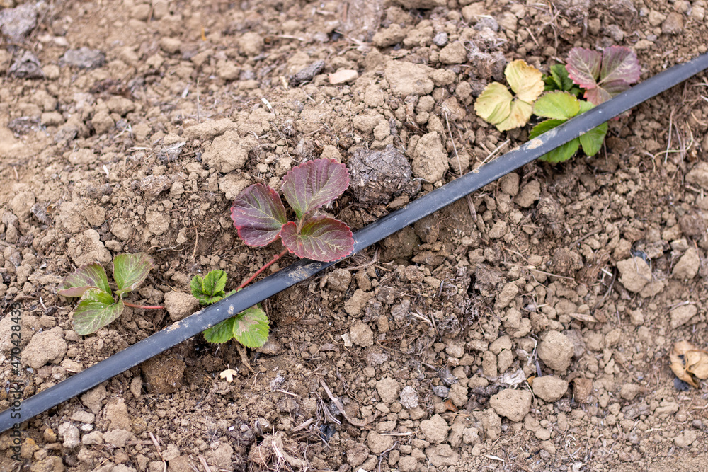 Drip irrigation in the garden. Young leaves of strawberry. An ...