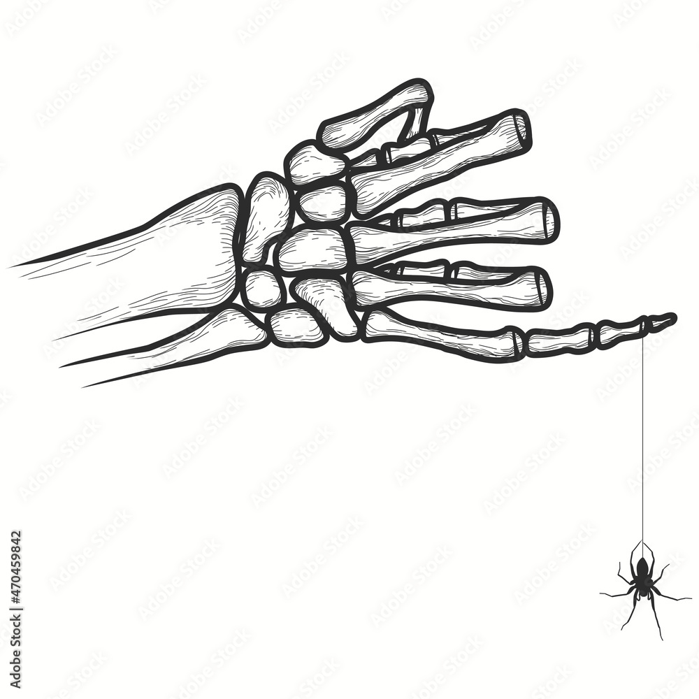 Bones of the Hand with spider. Human Skeleton part. Medical ...