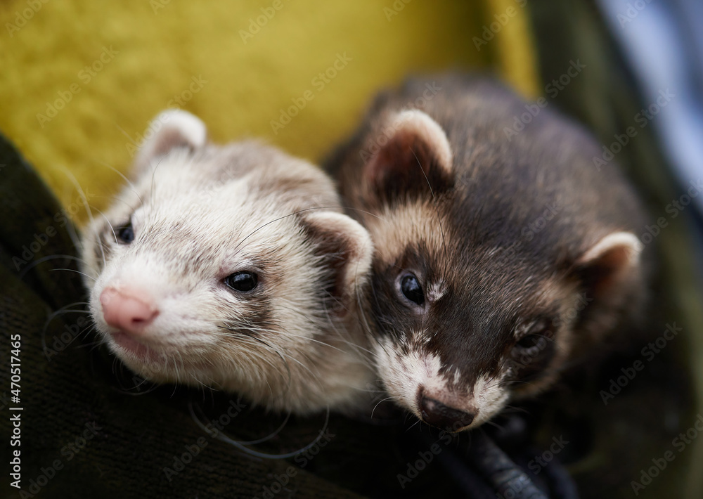 Animal friends. Two ferrets together in the ferret bag. Black sable and ...