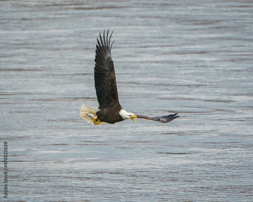 Bald Eagle with Fish Stock Photo | Adobe Stock