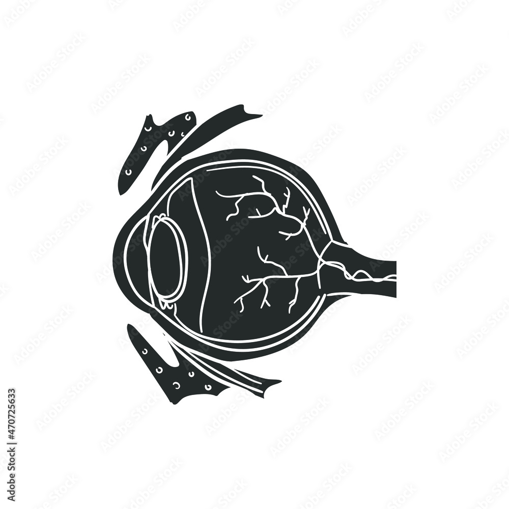 Eye Anatomy Icon Silhouette Illustration. Human Body Vector Graphic ...