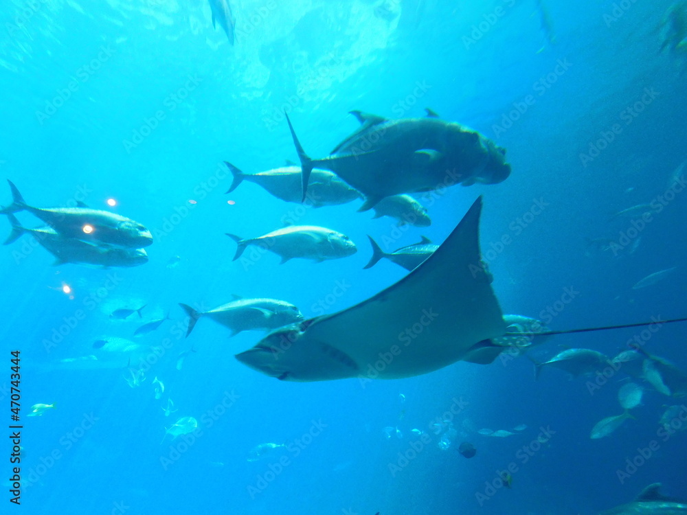spotted eagle ray (Aetobatus narinari) is a cartilaginous fish of the eagle ray family ...